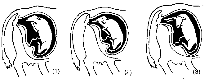 pecuarias: gestacion de la vaca